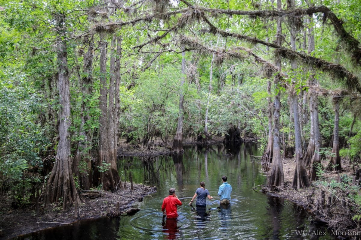 Watch Now - 300+ Free Environmental Films - DCEFF
