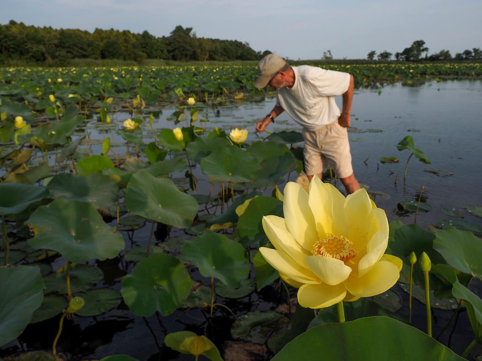 Watch Now - 300+ Free Environmental Films - DCEFF